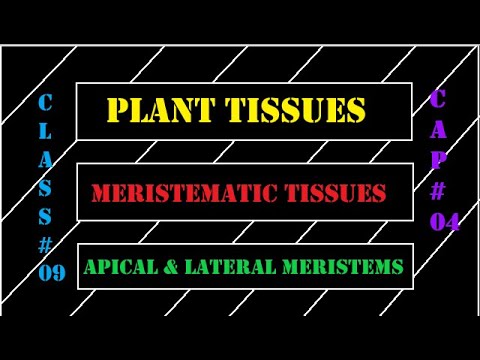 Plant Tissues | Simple Tissues, Meristematic Tissues | Class#9 | Chap#4 ...
