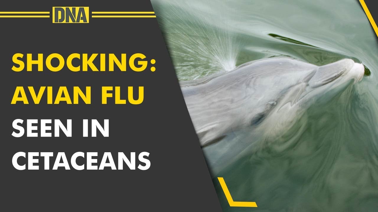 First time ever, Dolphin, porpoise avian flu is seen in cetaceans - YouTube