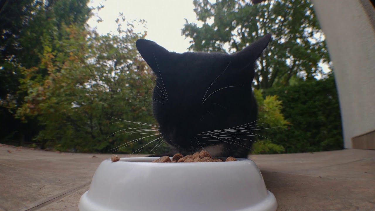 CUTE WILD CATS EATS DRY CAT FOOD - ASMR - YouTube