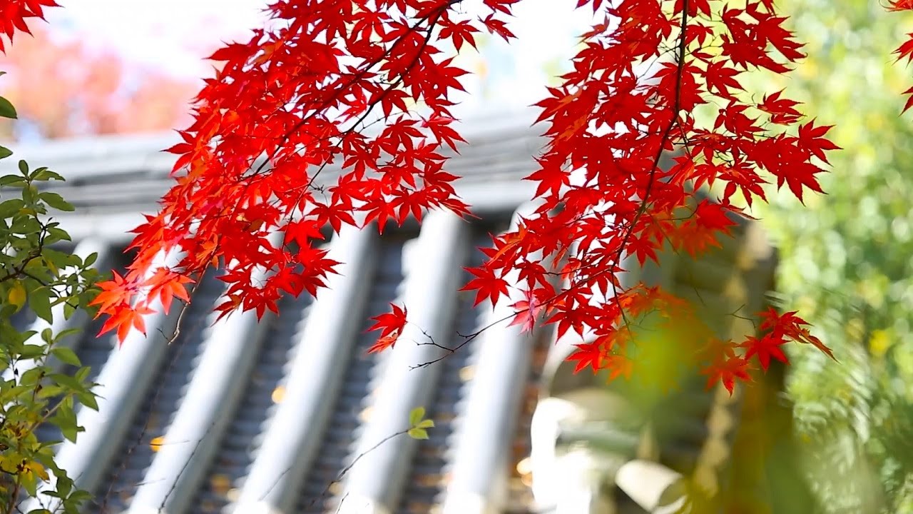 Relaxing | Dont Slow Down | Music | Beautiful Red Japanese Maple Tree ...