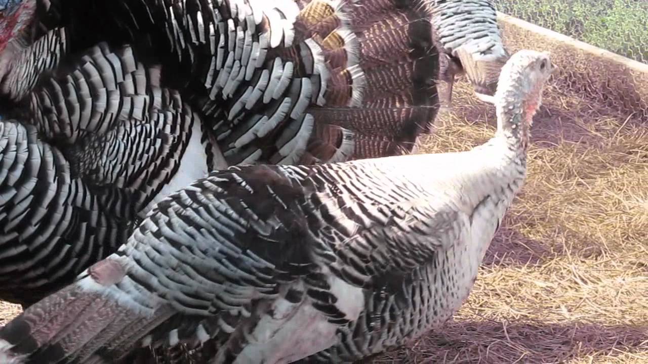 Weird hen yelps! - YouTube