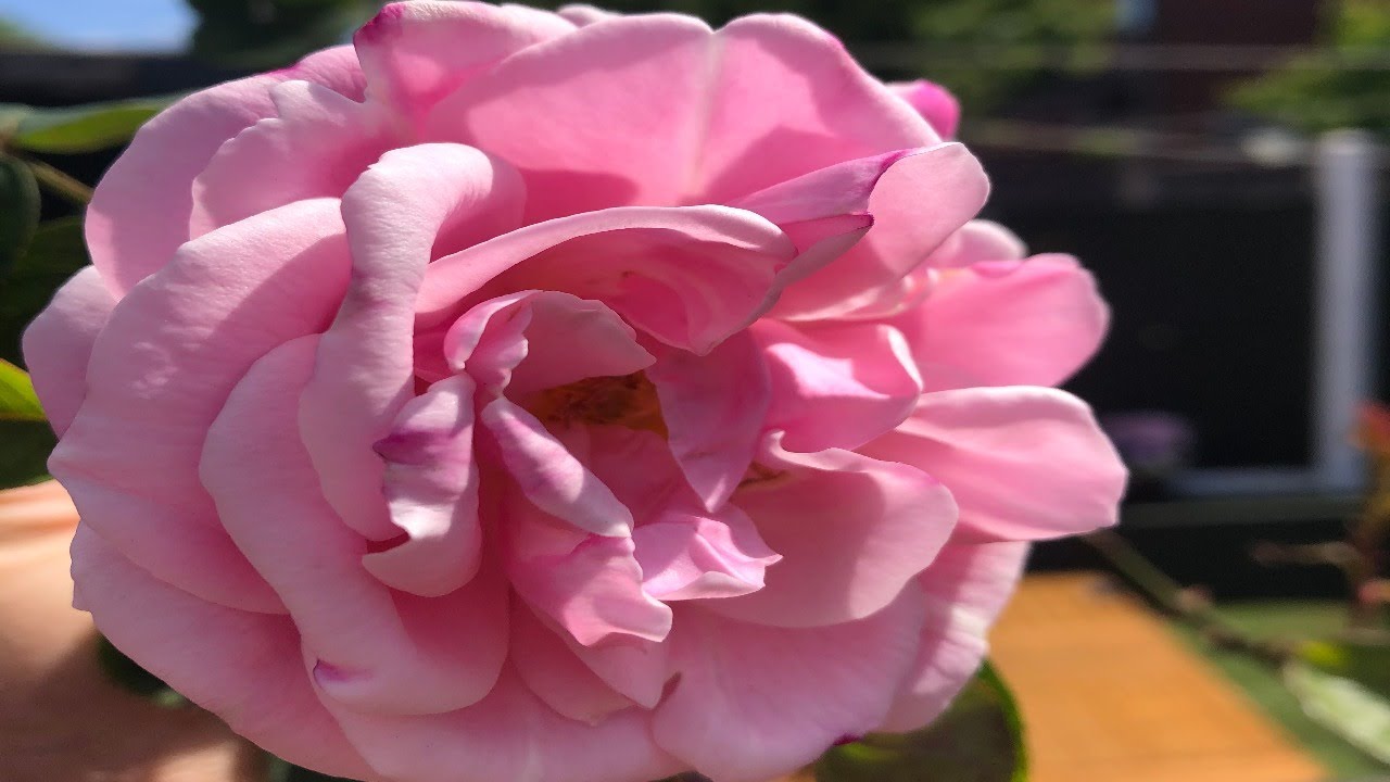 A chat with Jason Dean Rothwell - YouTube