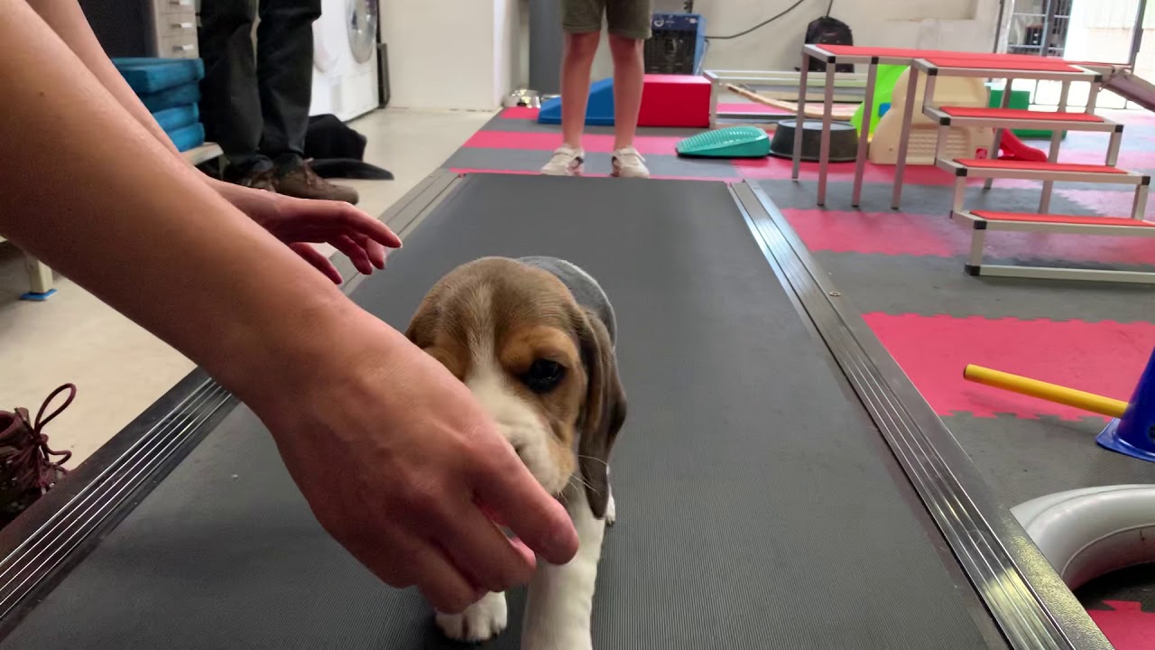 7 week old Beagle puppy having fun - YouTube