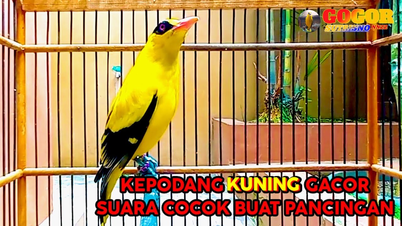 Podang kuning gacor cocok buat pancingan kepodang lain agar ikut gacor ...