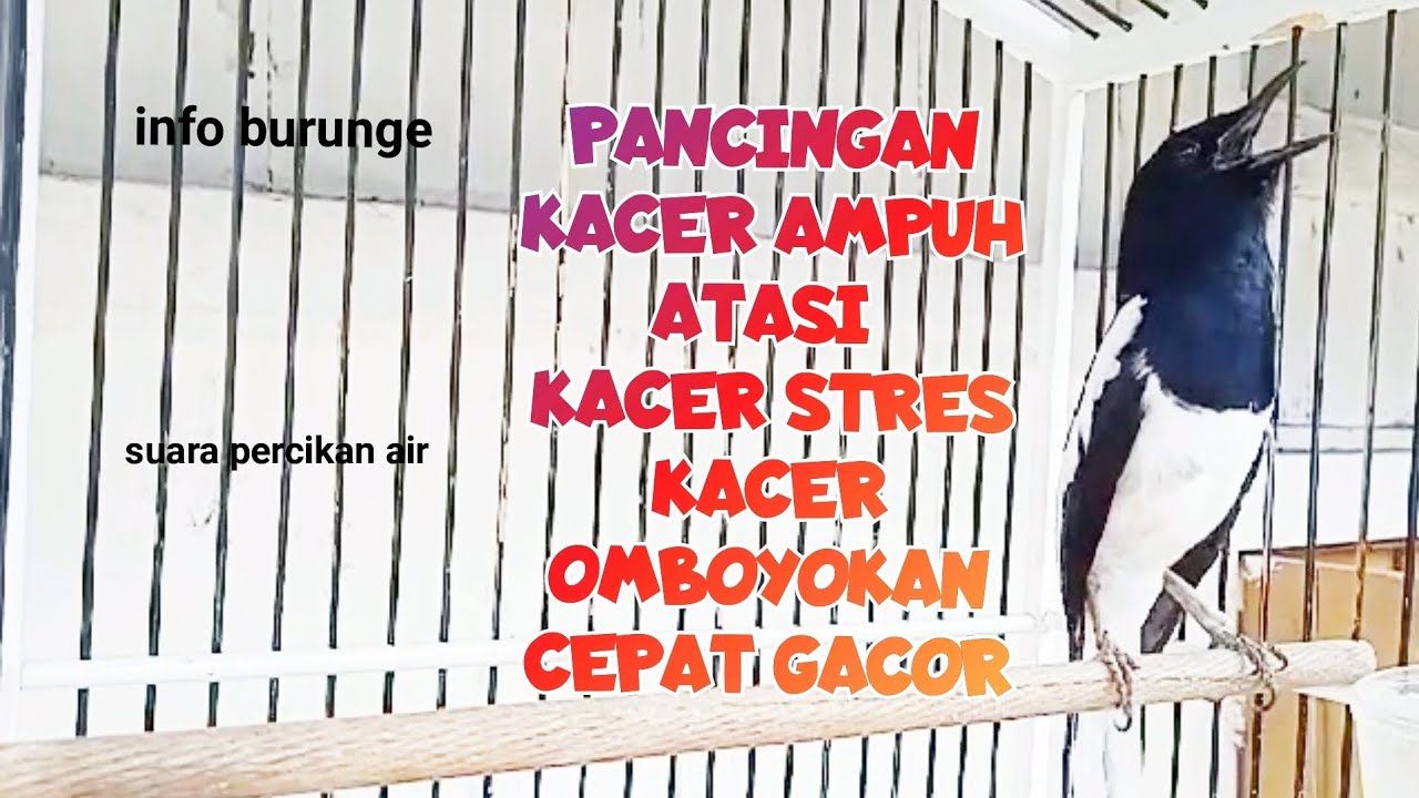 perangsang burung kacer macet dan suara percikan air #kacer #kacergacor ...