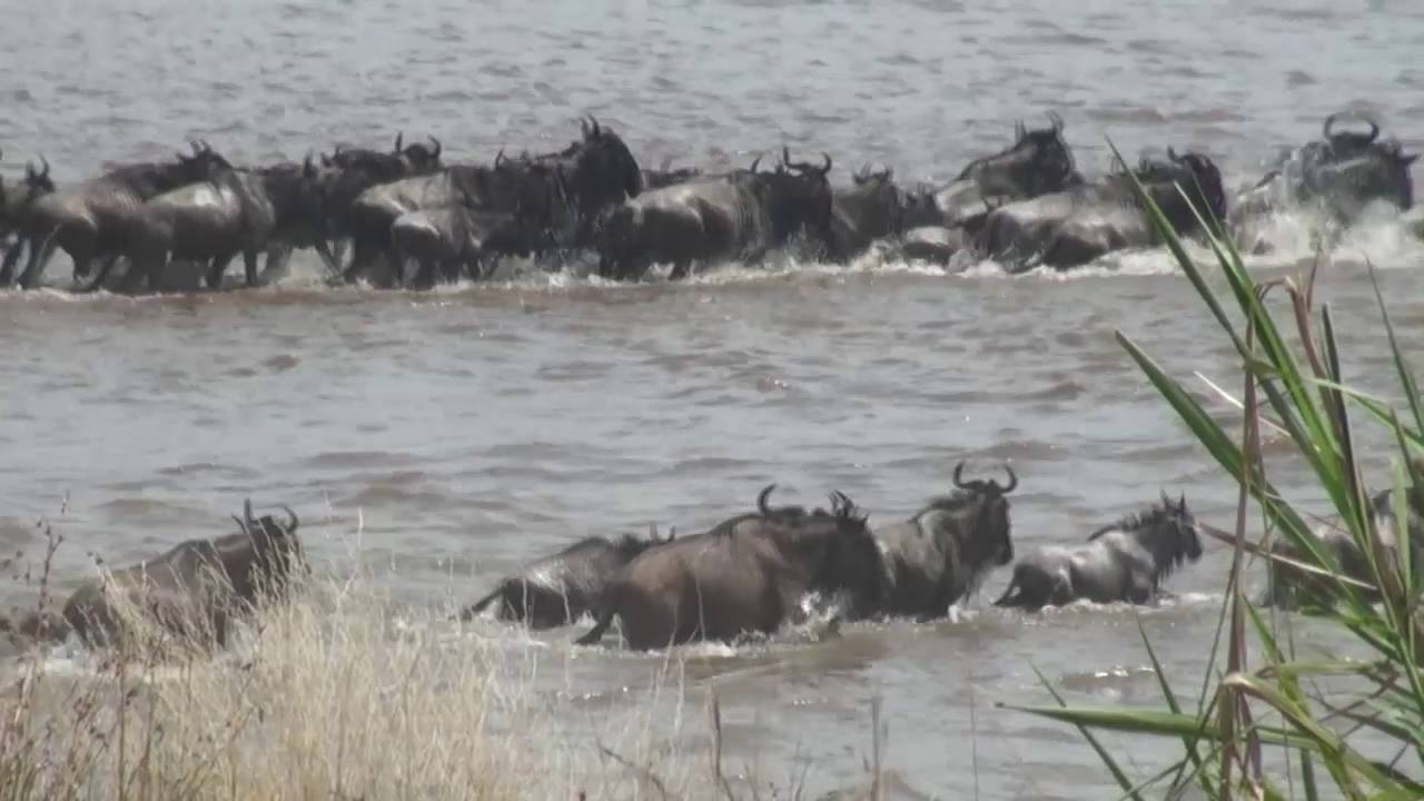 Wildebeest Migration - YouTube