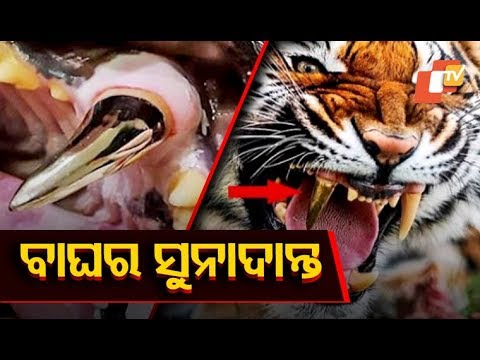 [Must Watch] Bengal Tiger Gets Gold Tooth - YouTube