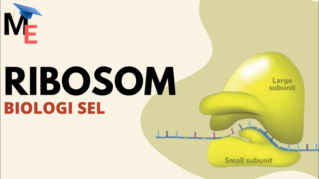 Organel Sel Ribosom | Biologi - YouTube