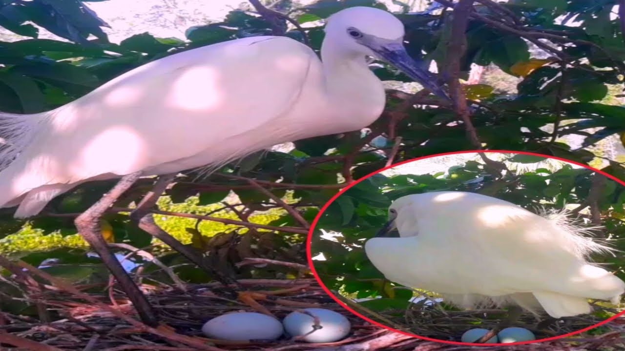 Ep,4Bird Little egret in the nest takes care of its eggs and prepares ...