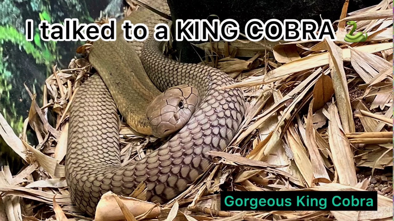 Australia zoo Part 1 (Amazing King Cobra) - YouTube