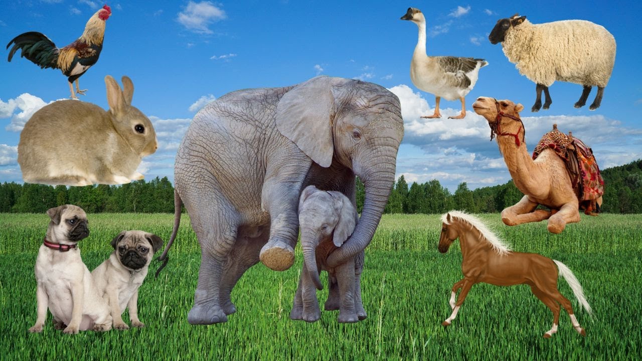 Lovely animals, familiar animals dogs, cats, chickens, ducks, horses ...