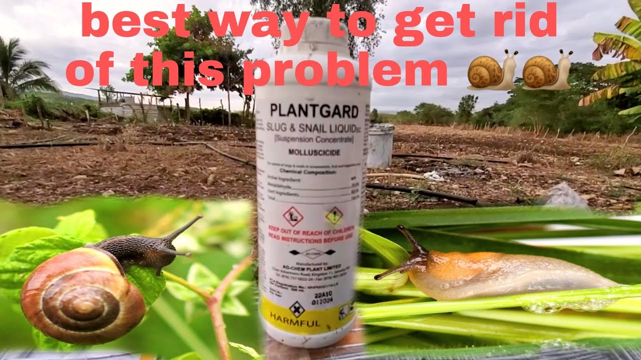 watch how to get rid of snail off the farm and slug let's go to the ...