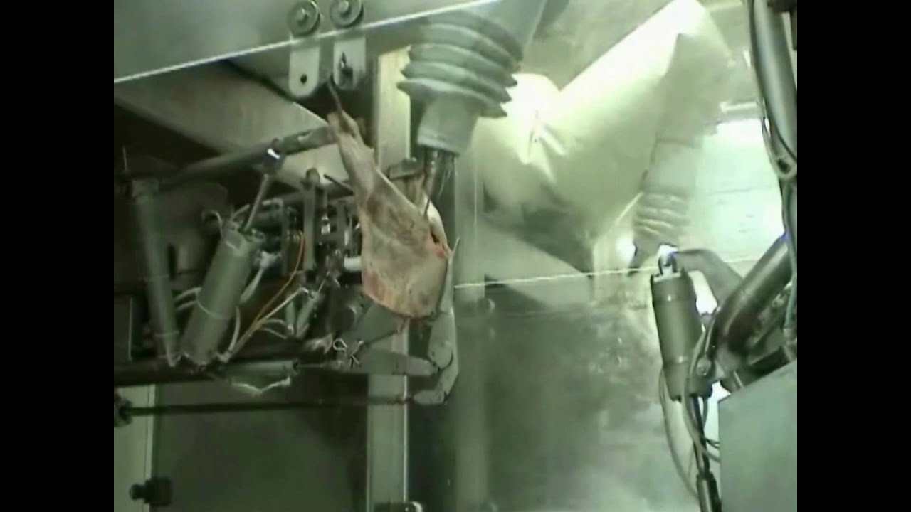 Smallstock Automated Hindquarter Boning - Scott Technology Limited (Lamb and Beef) - YouTube