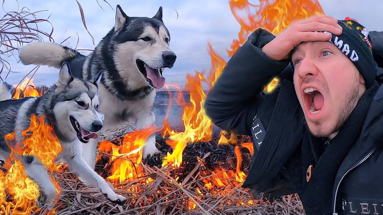 HUSKY CUT TO FIRE / DOGS ON FIRE - YouTube