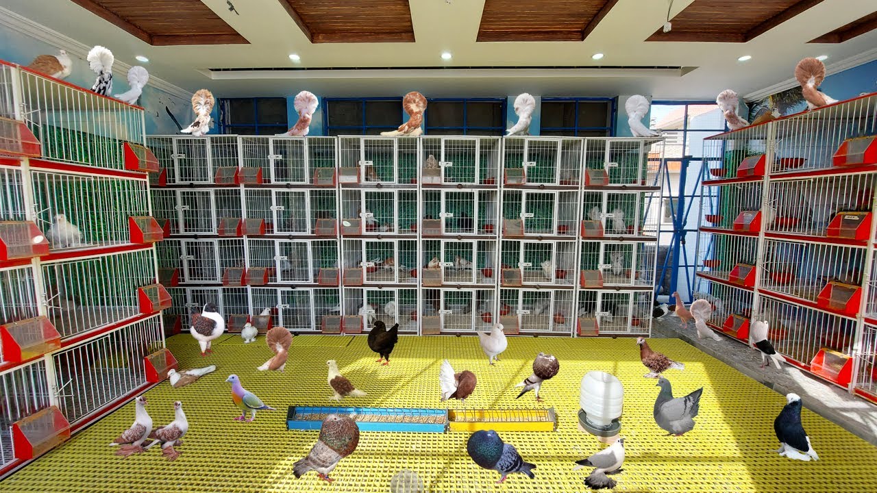 World Most Beautiful Pigeon Farm | Biggest Imported Pigeon Farm | World ...
