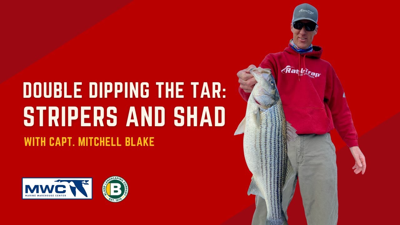 Double Dipping The Tar: Stripers and Shad w/ Capt. Mitchell Blake - YouTube