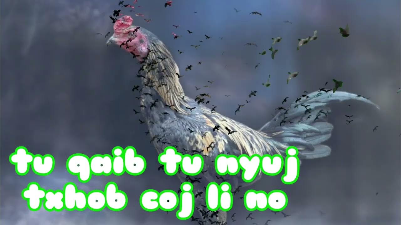 tus qaib sib ncaws txhob thuam lwm tus li qaib yus thiaj muaj hmoo luag thiaj saib tau yus - YouTube