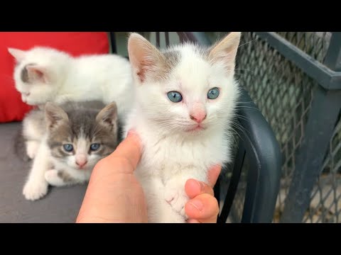 Snowball kitten and her funny siblings are having so much fun playing ...