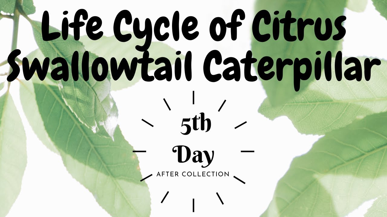 Discharged Green Liquid | Life Cycle of Citrus Swallowtail Caterpillar ...