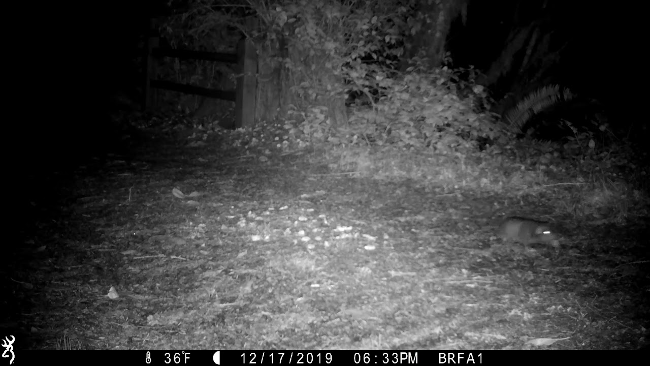 Mountain Beaver - Browning Recon Force Advantage Trail Camera Game ...