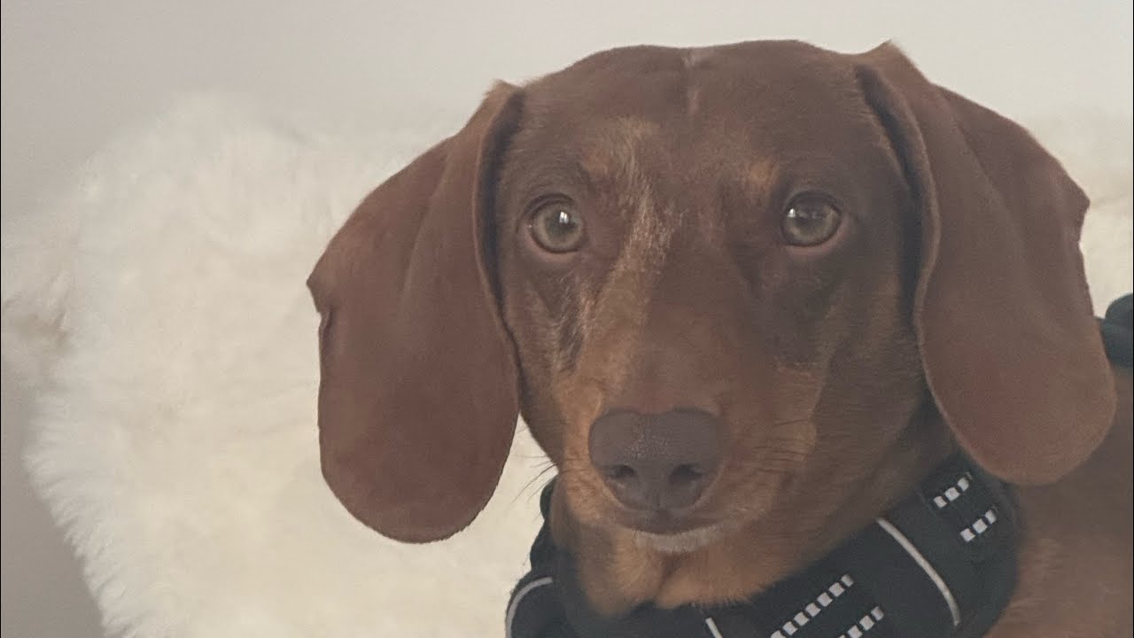 Reggie’s snuggle compilation 🐶 - YouTube