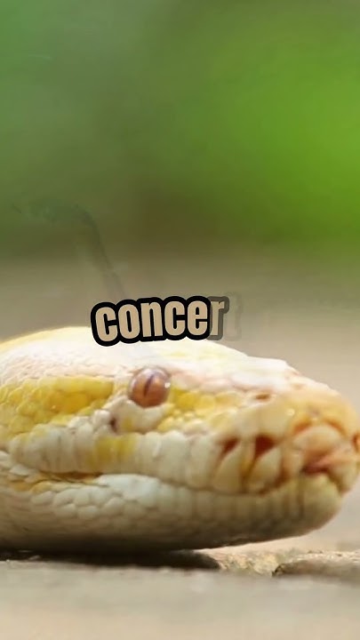 Slithering Snakes- The Movement of Snakes | NSTEM - YouTube