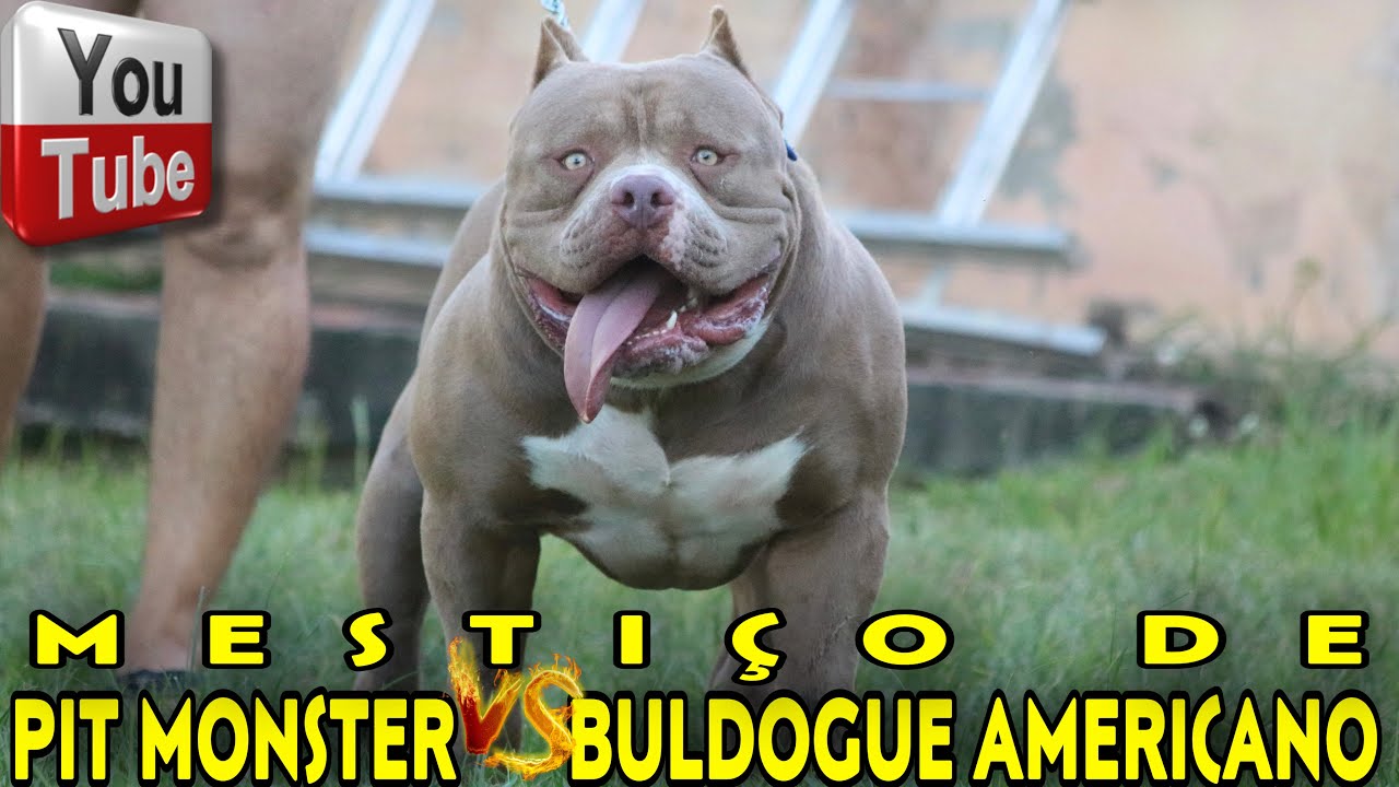 🔥VEJA O RESULTADO FINAL DO CRUZAMENTO DE PIT MONSTER X BULDOGUE ...