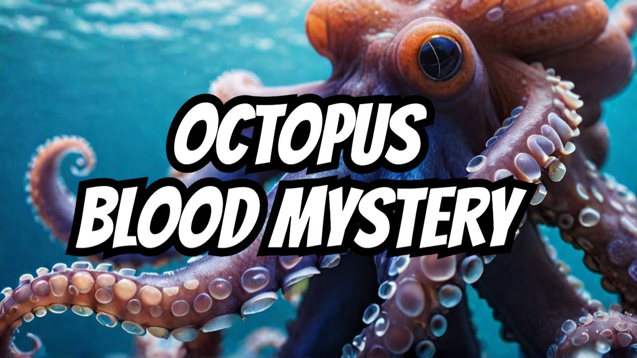 Why Octopus Blood is Blue: Chemical Secrets Unveiled - YouTube