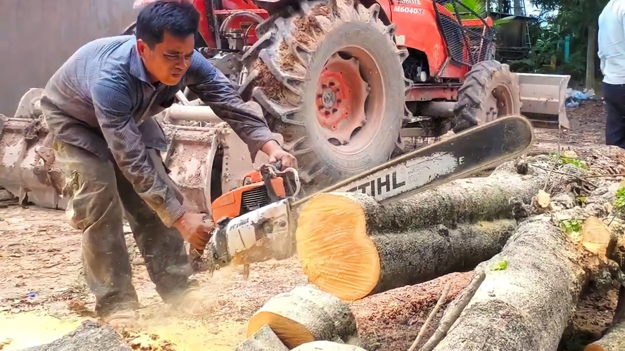 Reckless !! Tree Felling Down Skill With Tractor Kubota M6040 And Chainsaw Machine MS STIHL 720 ...