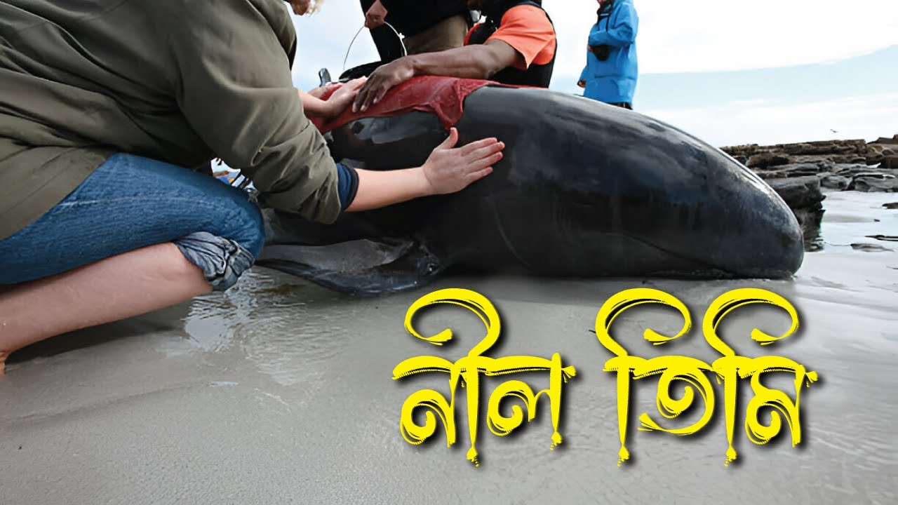 পৃথিবীর সবচেয়ে বড় স্তন্যপায়ী প্রাণী নীল তিমি । blue whale facts in bangla | Itihas Oitijjo ...