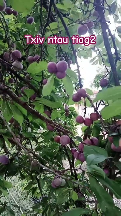 txiv qaub ntxim qab heev - YouTube