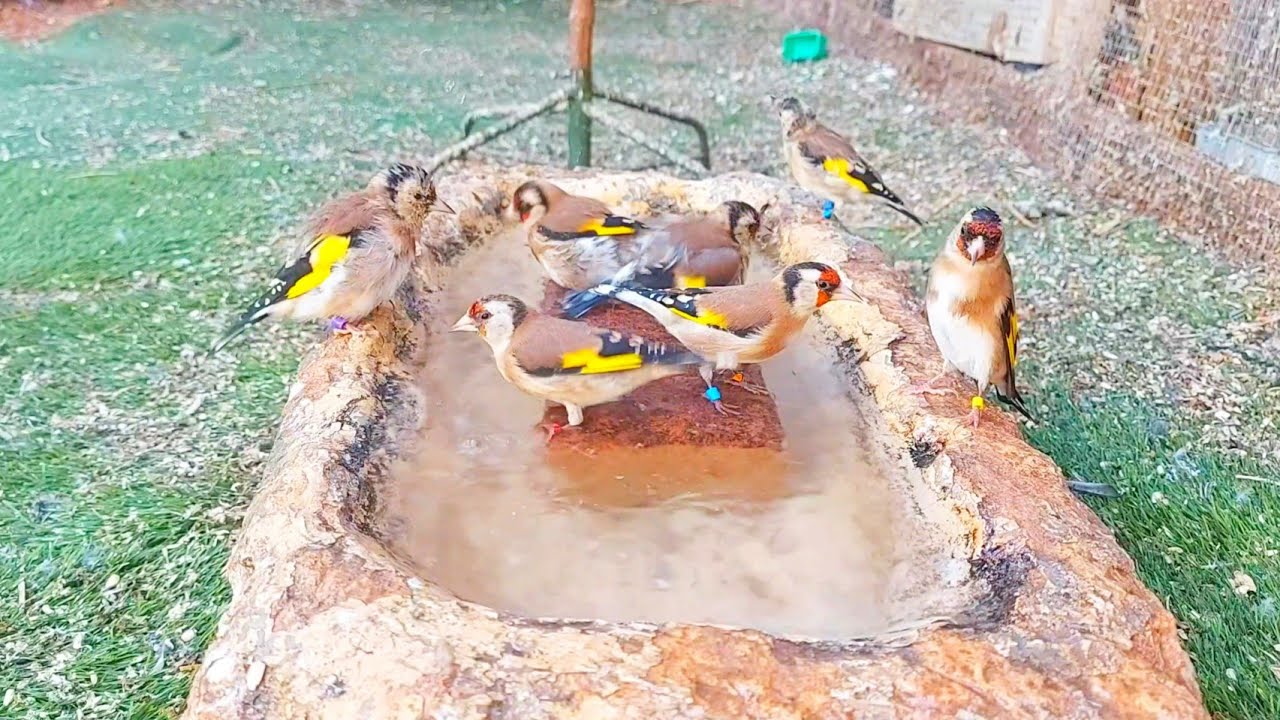 A more than wonderful scene of a goldfinch bathing - YouTube