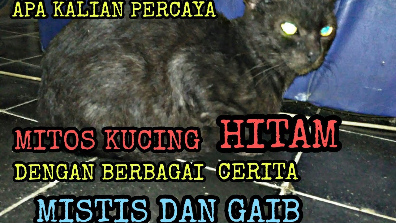 ini jawabannya! benar tidaknya mitos kucing hitam. - YouTube