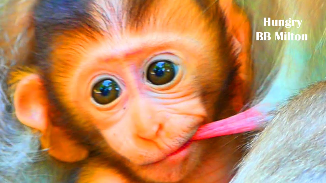 Super Cute Hungry BB monkey drinking thirstily.! BB Milton enjoys his ...
