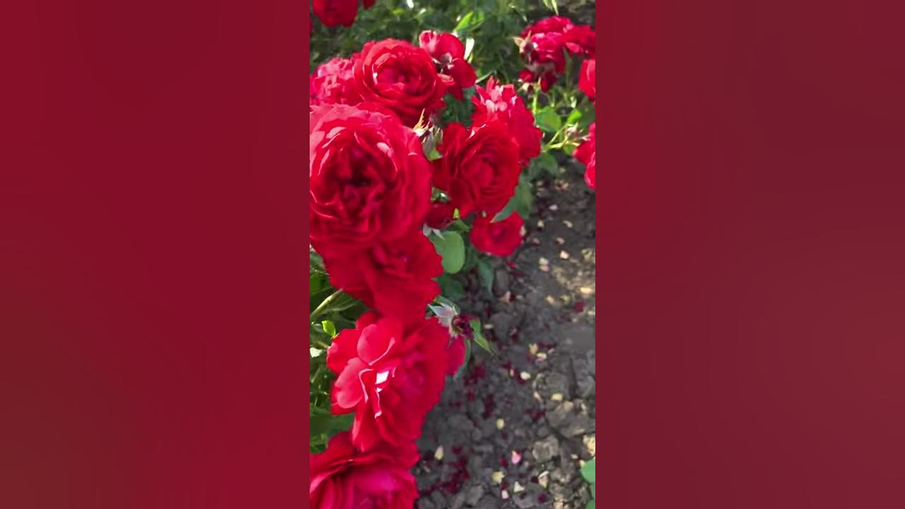 Бельканто.Плетистая Роза🌹 - YouTube