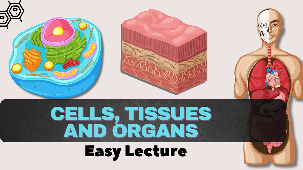 "Cells, Tissues, and Organs Explained | Easy Biology Guide" - YouTube