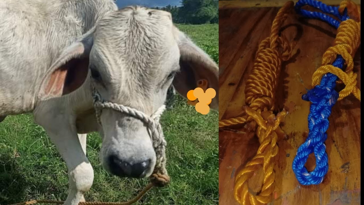 Simpleng Busal o Mortigon paano Gawin🤔?🐄🐐🐂👍 - YouTube