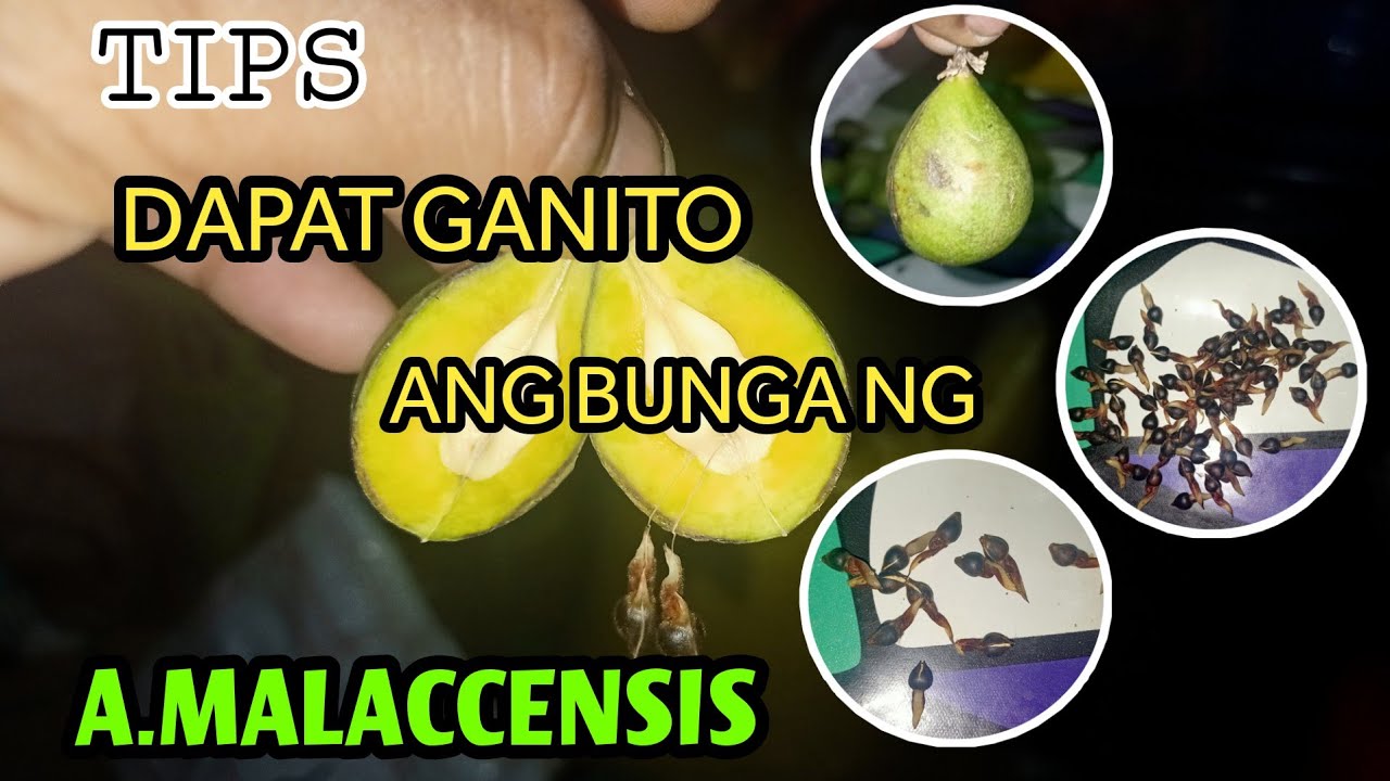 Tips Para maka Pili ng Magandang Bunga/Fruits Ng A.Malaccensis At Para ...