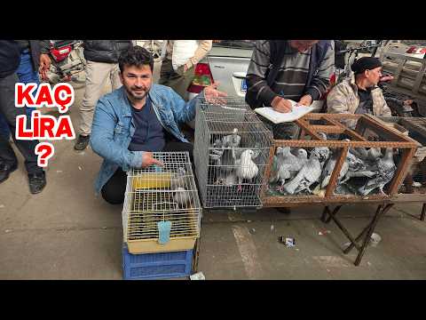 Güvercin Pazarının En Pahalı Güvercinleri