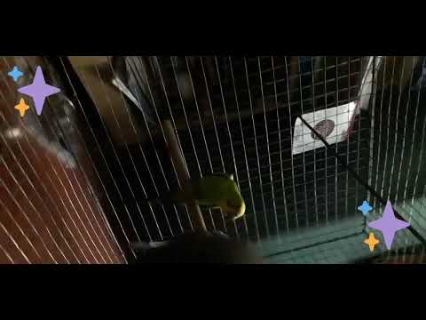 Bodrika bird shots - YouTube