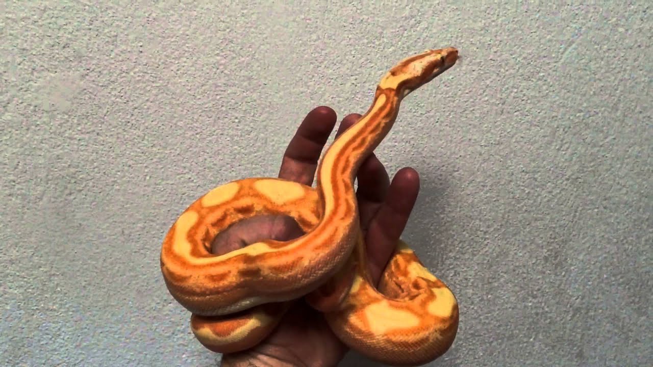 Boa Motley Sunglow - YouTube