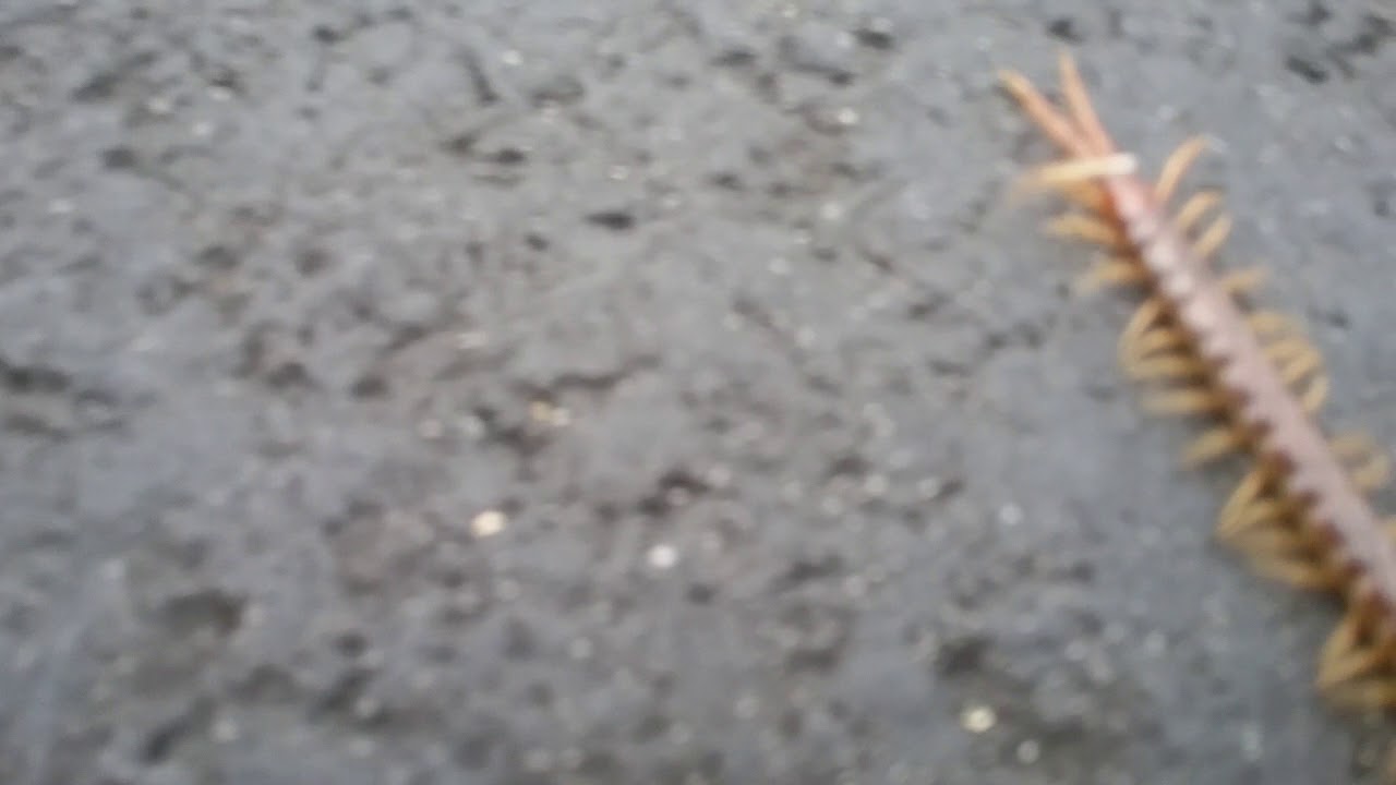 Thousand legs - YouTube