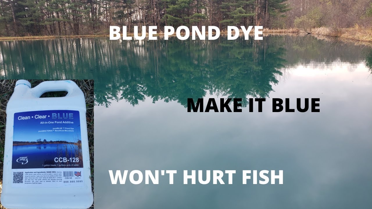 HOW TO TURN YOUR BACKYARD POND BLUE! - YouTube