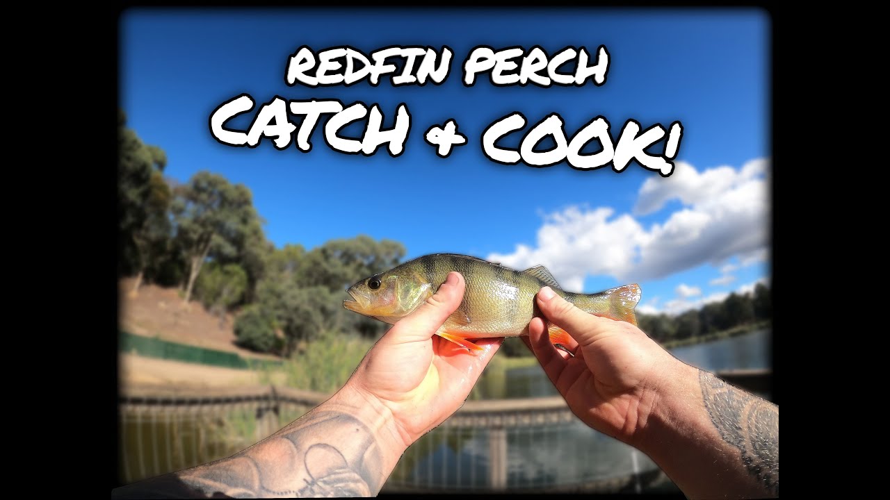 Redfin Perch Catch and Cook | DELICIOUS! - Ep 6 - YouTube