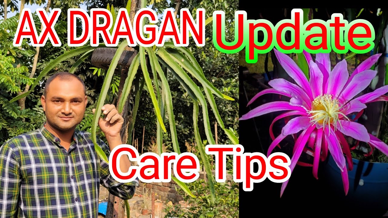 Update My AX Dragon Fruit .AX Red Flower Dragon Fruit Variety. - YouTube