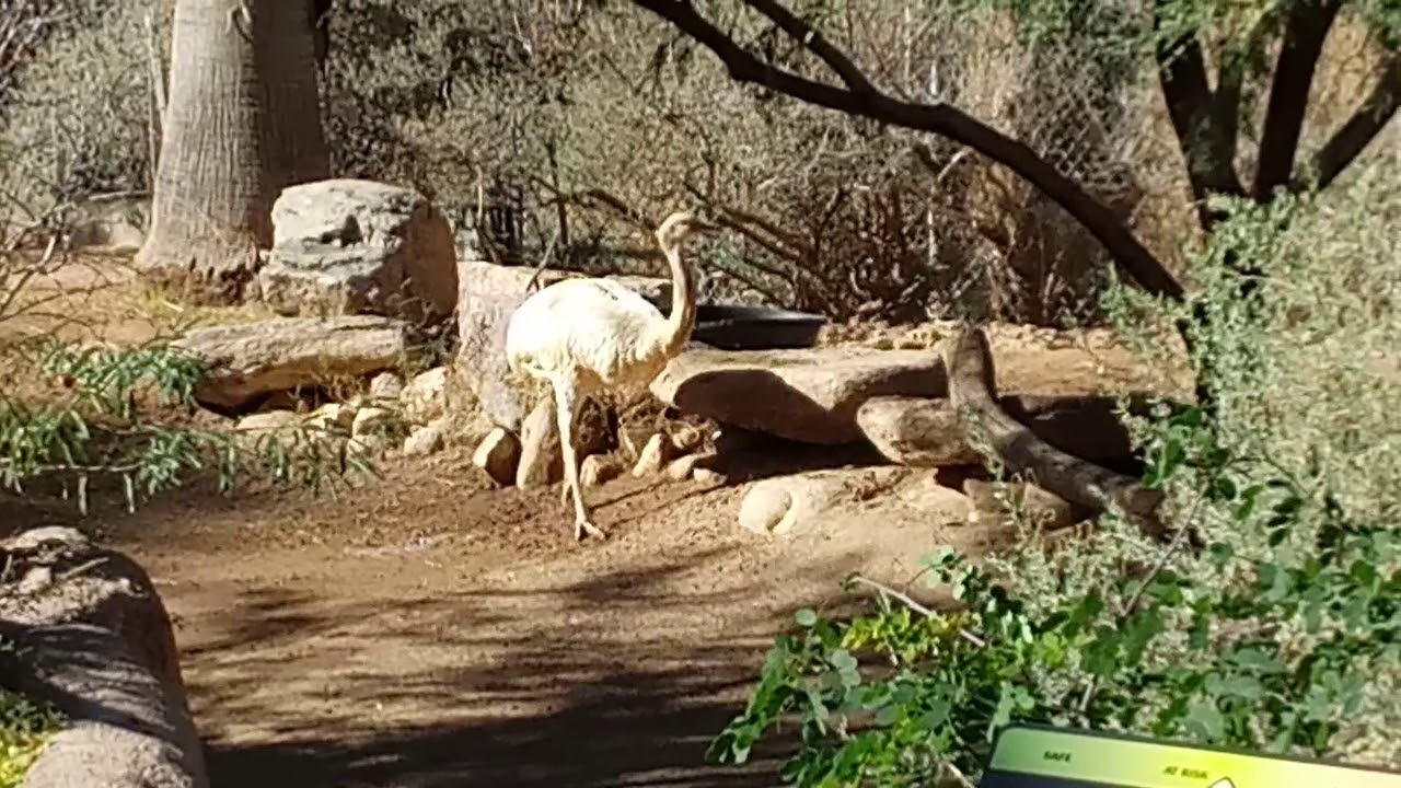 crested screamer, common rhea, and Capybara #JesusSaves #PrayersForAll ...