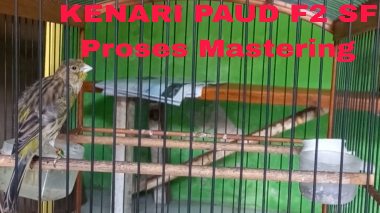 Paud kenari F2 SF proses mastering - YouTube