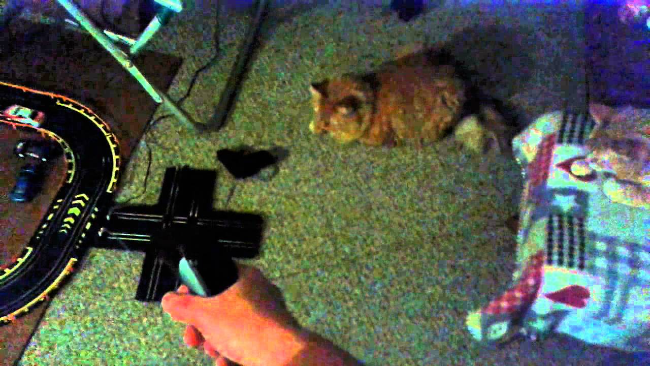 CATS ENJOYING THEIR TO RACE TRACK.(2) - YouTube