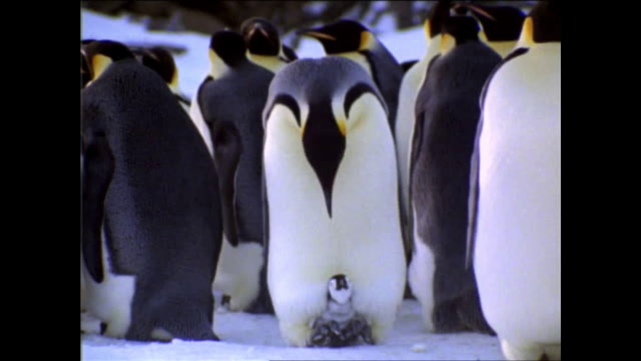 Emperor Penguins at Getty Images from Baby Noah - YouTube