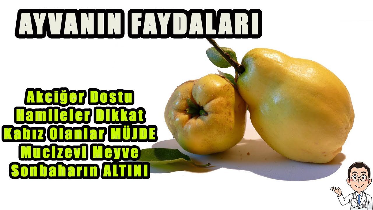 Ayvanın Faydaları ve Zararları / Ayva Kullanım Alanları - YouTube